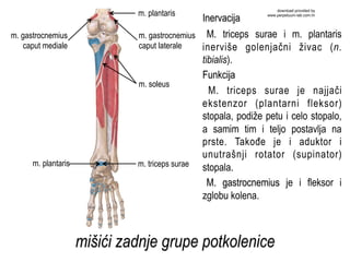 Misicii potkolenice i stopala | PDF