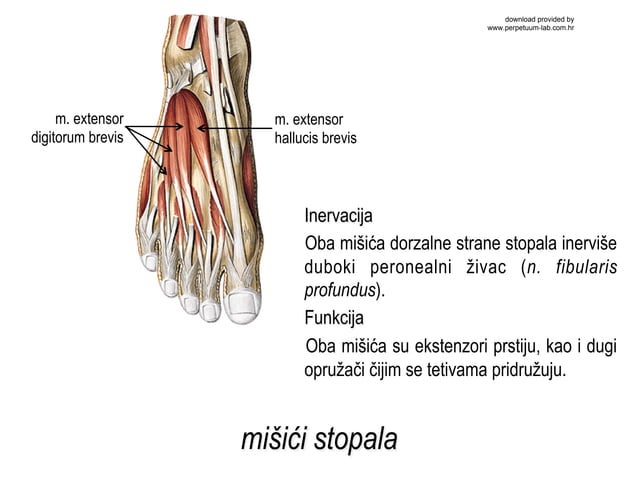 Misicii potkolenice i stopala | PDF