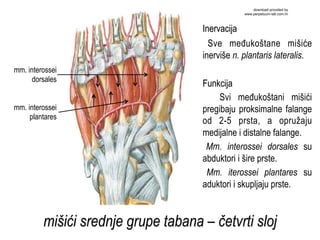 Misicii potkolenice i stopala | PDF