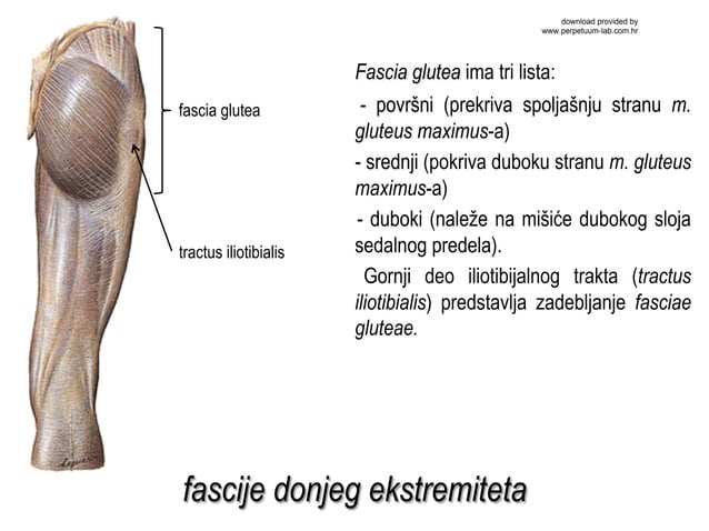 Misicii potkolenice i stopala | PDF
