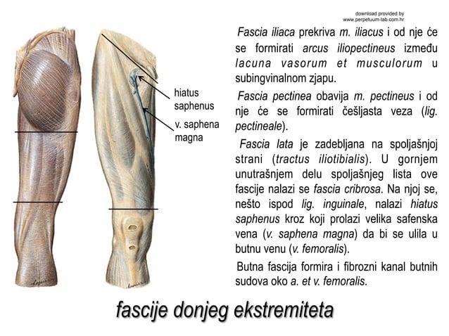 Misicii potkolenice i stopala | PDF
