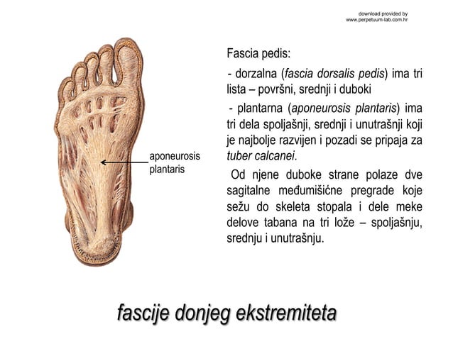 Misicii potkolenice i stopala | PDF