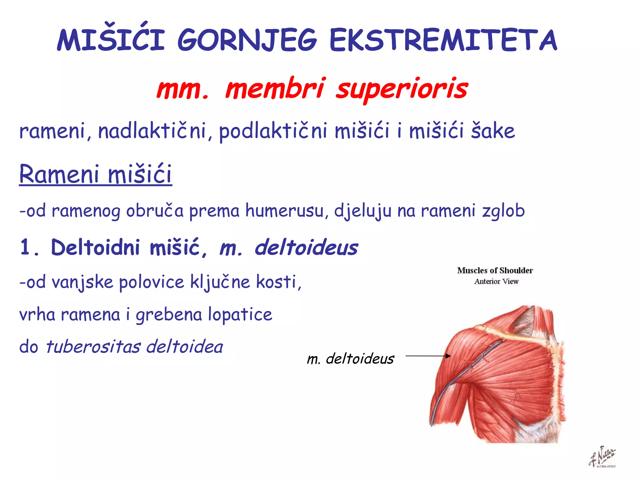 Misici ruke i noge | PPT