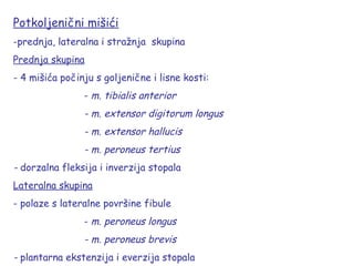 Misici ruke i noge | PPT
