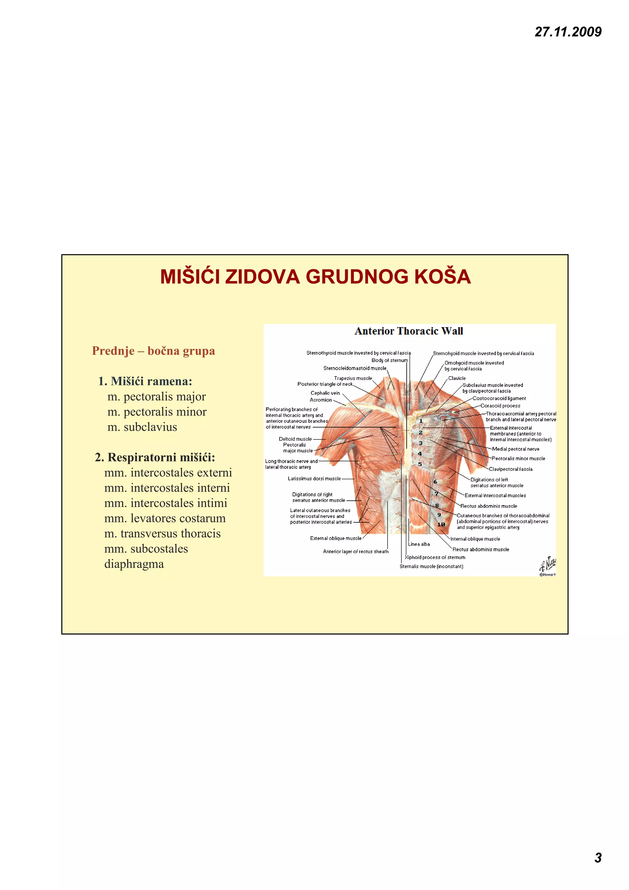 Misici zidova grudnog kosa | PDF