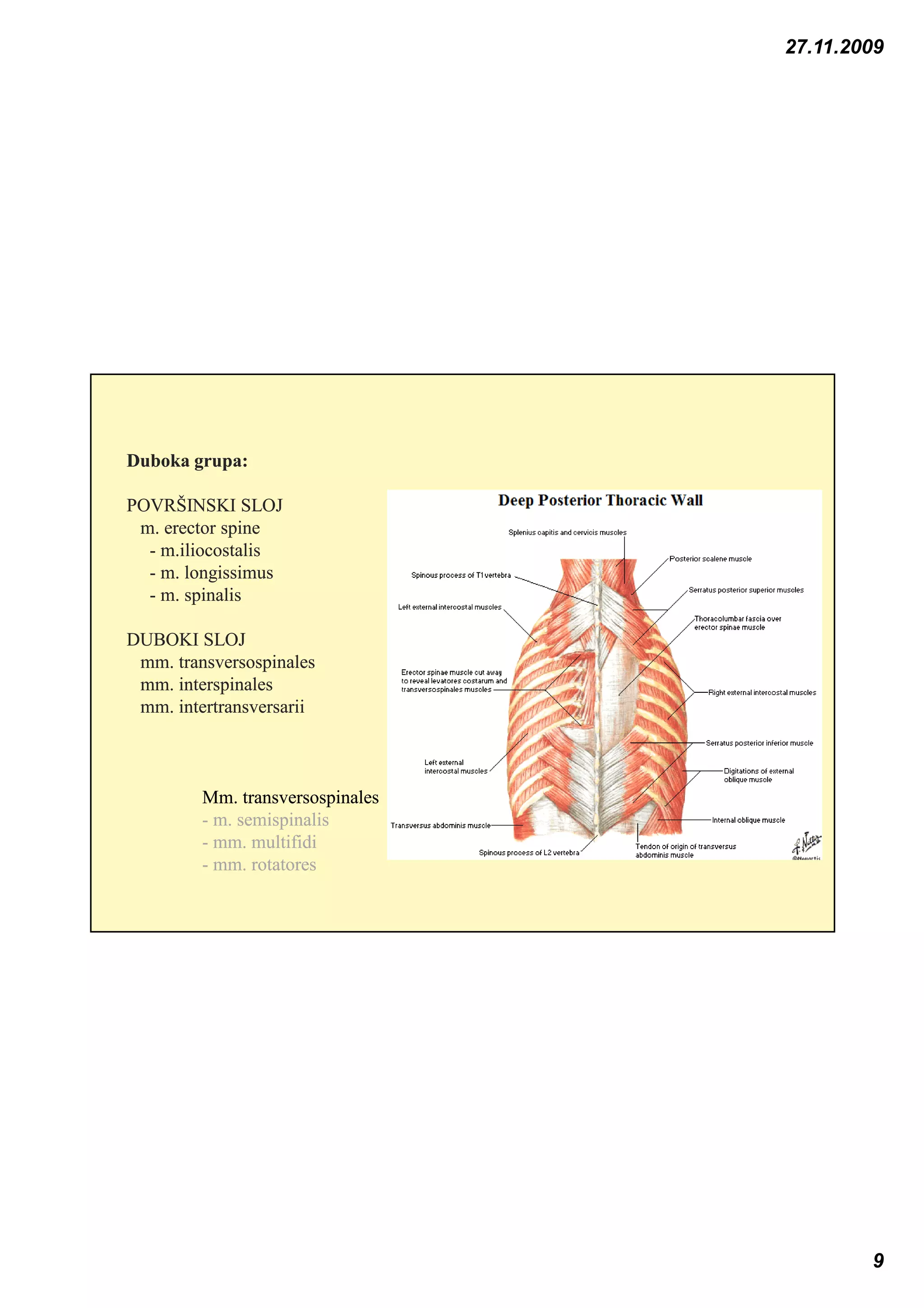 Misici zidova grudnog kosa | PDF