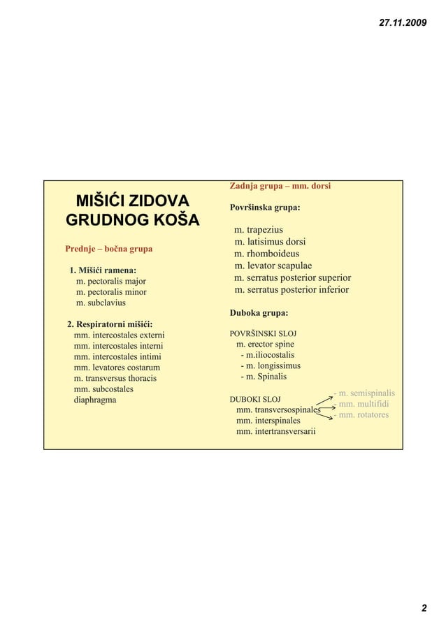 Misici zidova grudnog kosa | PDF
