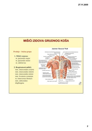 Misici zidova grudnog kosa | PDF