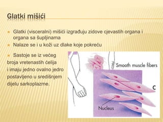 Mišićni sistem | PPTX