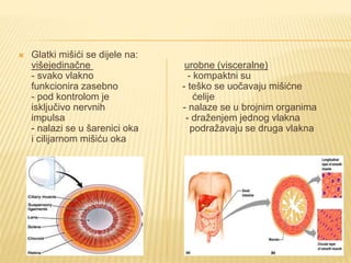Mišićni sistem | PPTX
