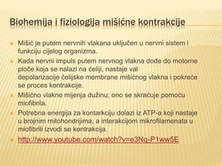 Mišićni sistem | PPTX