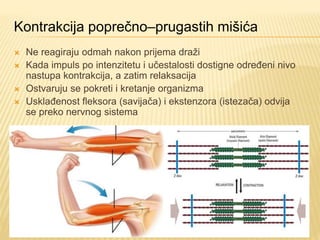 Mišićni sistem | PPTX