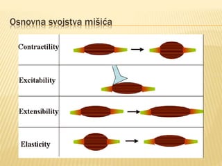 Mišićni sistem | PPTX