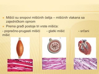 Mišićni sistem | PPTX