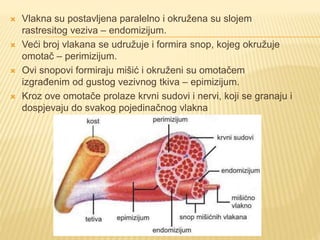 Mišićni sistem | PPTX