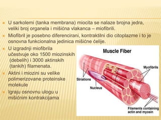 Mišićni sistem | PPTX