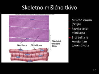 Misicno tkivo | PPT