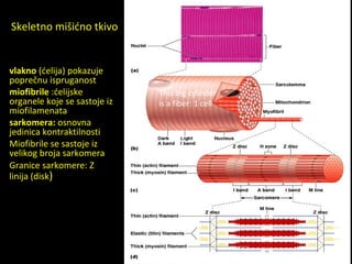 Misicno tkivo | PPT