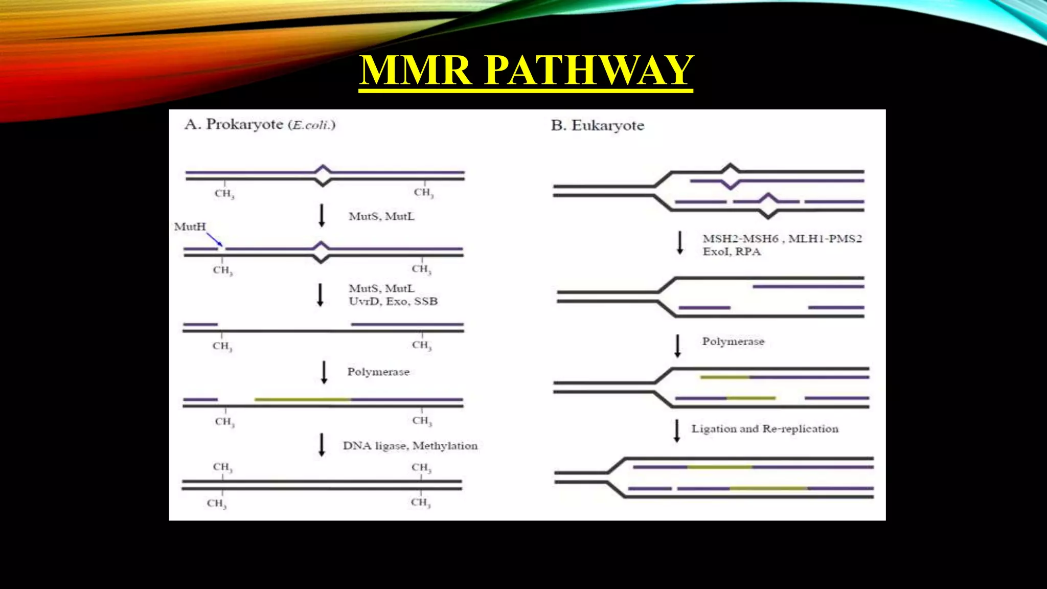 Mismatch Repair Mechanism | PPTX