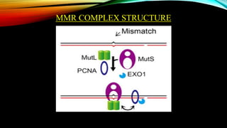 Mismatch Repair Mechanism | PPTX