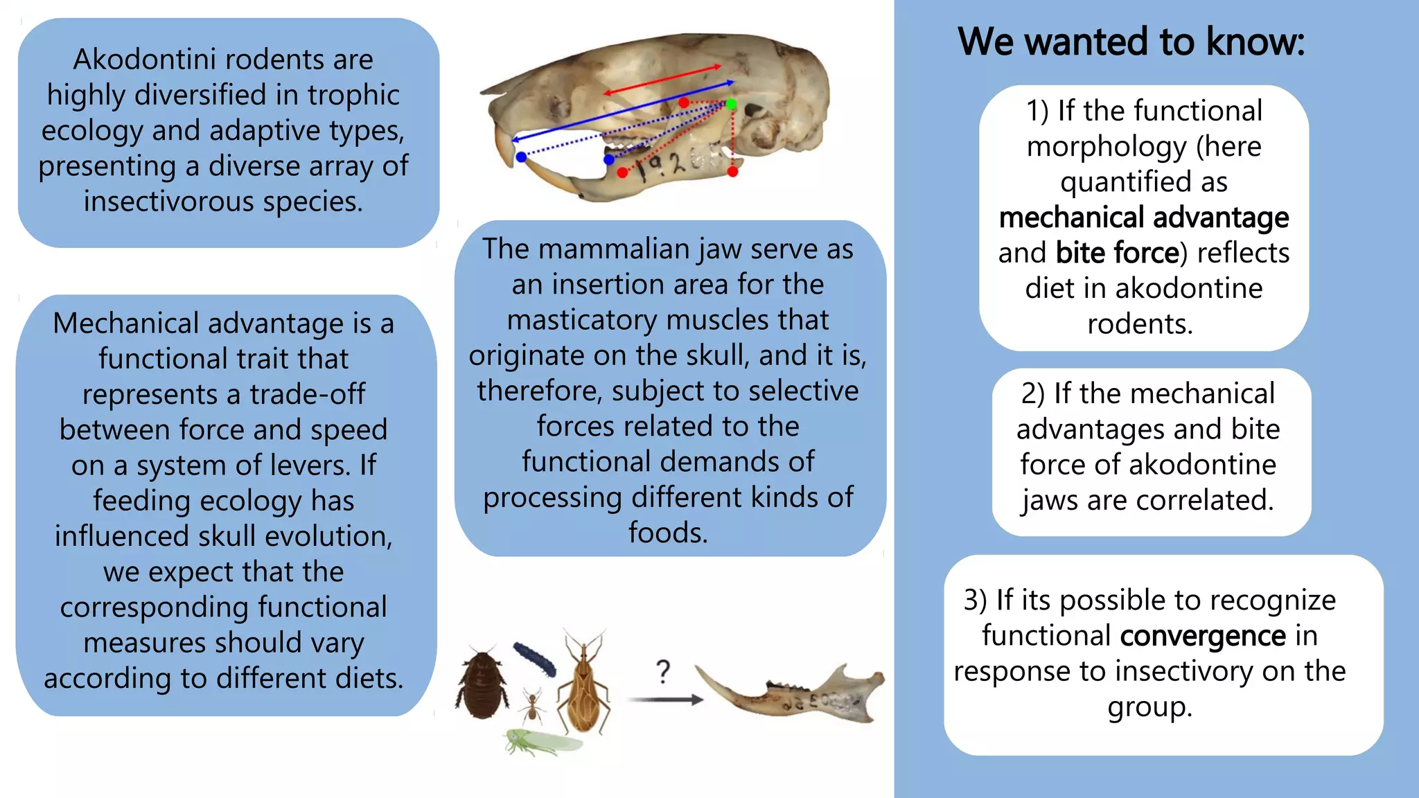 Insectivory leads to functional convergence in Akodontini rodents ...