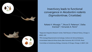 Insectivory leads to functional convergence in Akodontini rodents ...