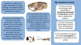 Insectivory leads to functional convergence in Akodontini rodents ...