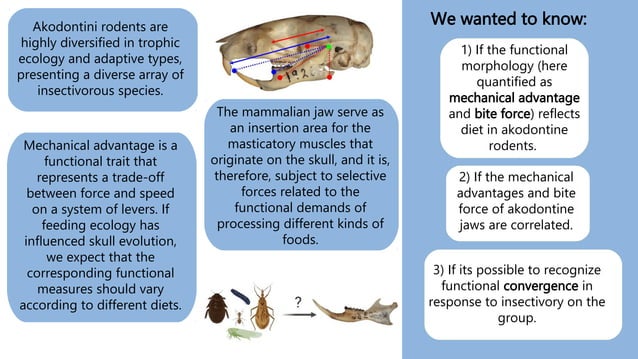 Insectivory leads to functional convergence in Akodontini rodents ...