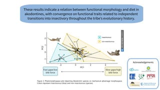 Insectivory leads to functional convergence in Akodontini rodents ...
