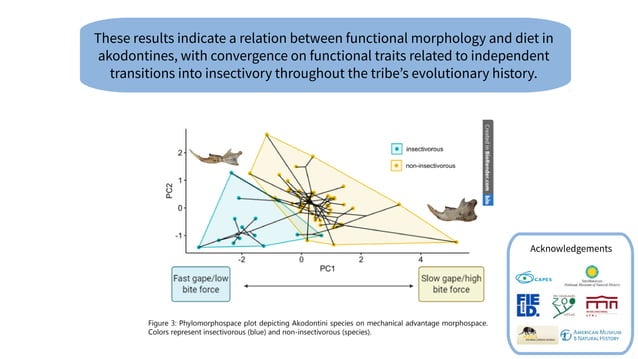 Insectivory leads to functional convergence in Akodontini rodents ...