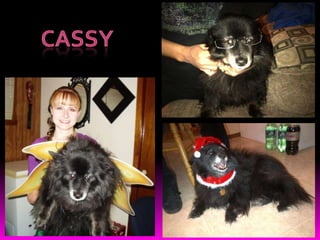 Miss bashforth | PPTX