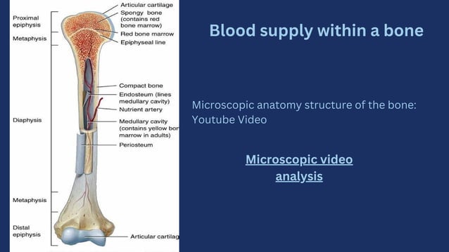 Miss Modley_LS_Skeletal system_Grade 11.pdf