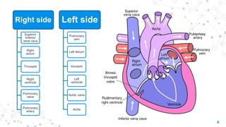 cardiovascular system | PPT