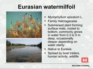 Biology and Management of Eurasian Watermilfoil | PDF