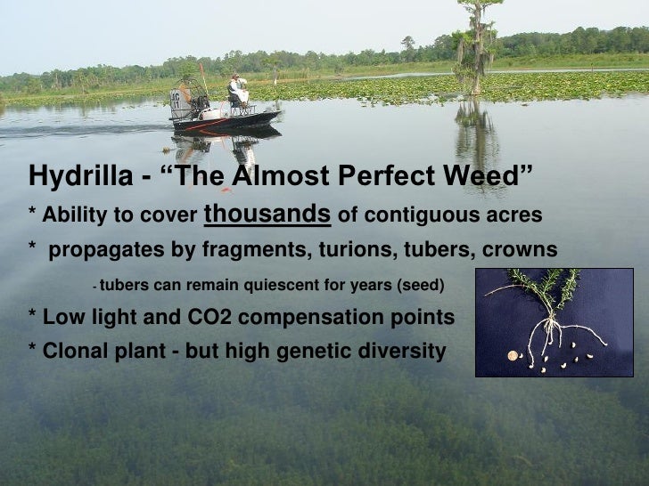 The Biology and Management of Hydrilla