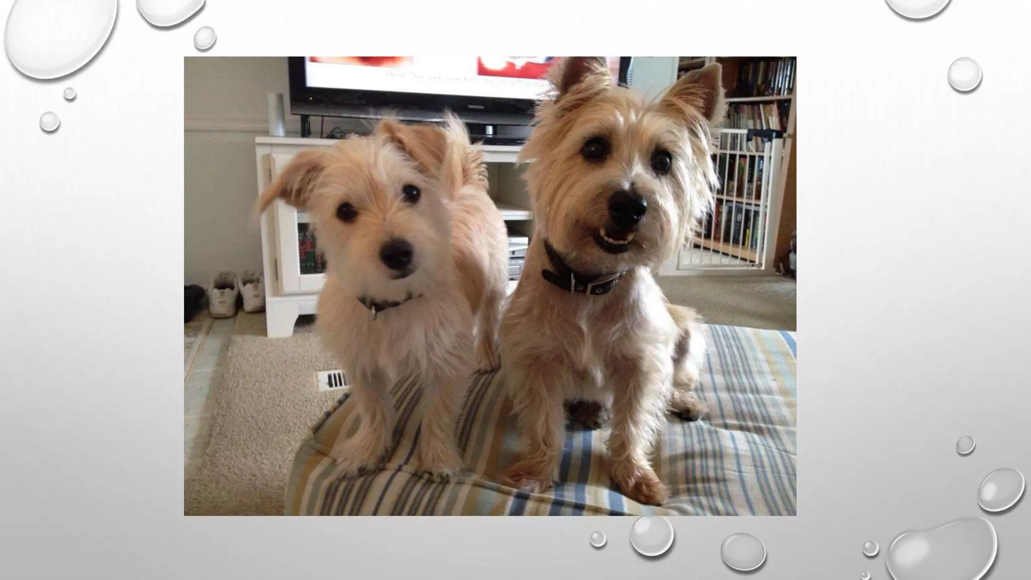 Miss Pinker Intro and Class Memes | PPTX