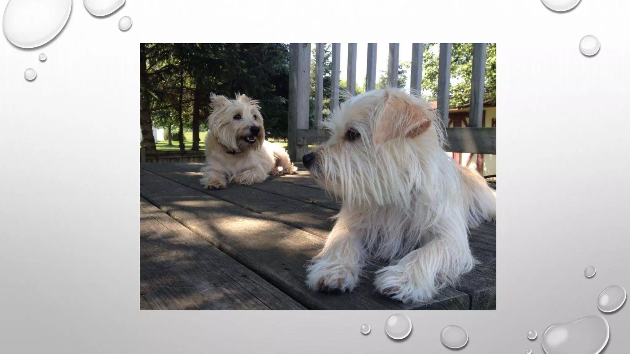 Miss Pinker Intro and Class Memes | PPTX