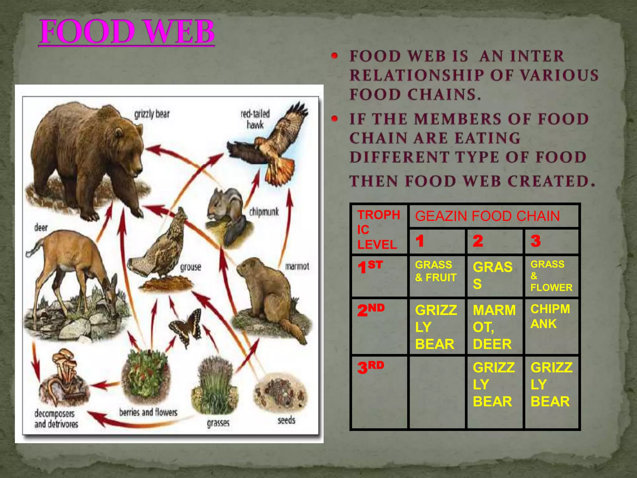Flow of energy and matter through ecosystem. | PPTX