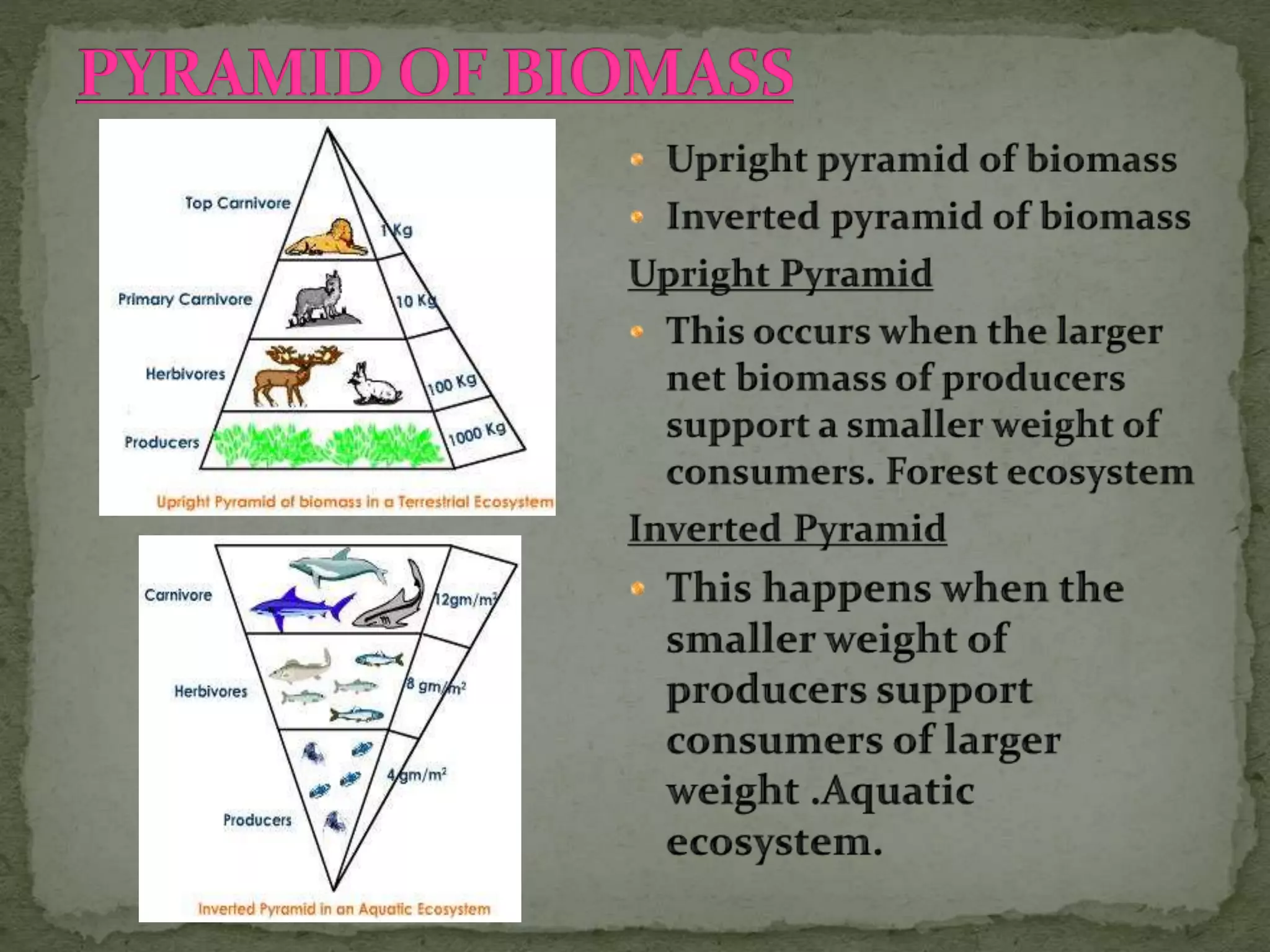 Flow of energy and matter through ecosystem. | PPTX