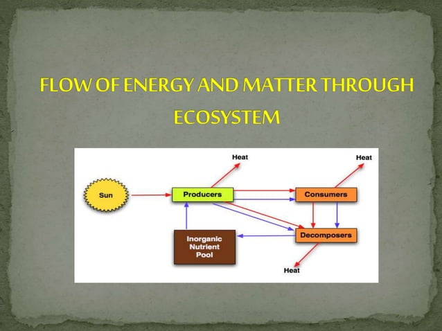 Flow of energy and matter through ecosystem. | PPTX | Chemistry | Science