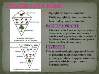 Flow of energy and matter through ecosystem. | PPTX | Chemistry | Science