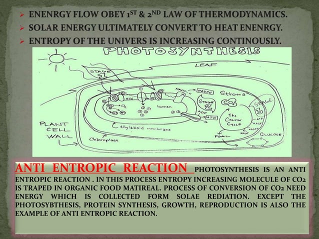 Flow of energy and matter through ecosystem. | PPTX | Chemistry | Science