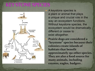 Flow of energy and matter through ecosystem. | PPTX