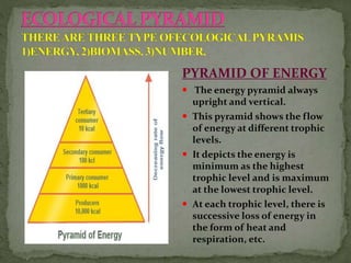 Flow of energy and matter through ecosystem. | PPTX