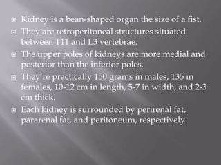 Kidney Anatomy | PPTX