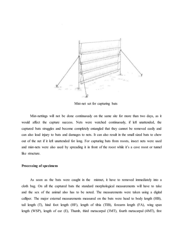 Mist Netting Bats Wildlife Biology Docx
