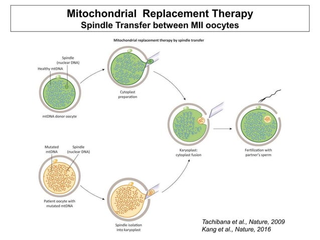 Shoukrhat Mitalipov, "Mitochondrial Replacement Therapy" | PPT