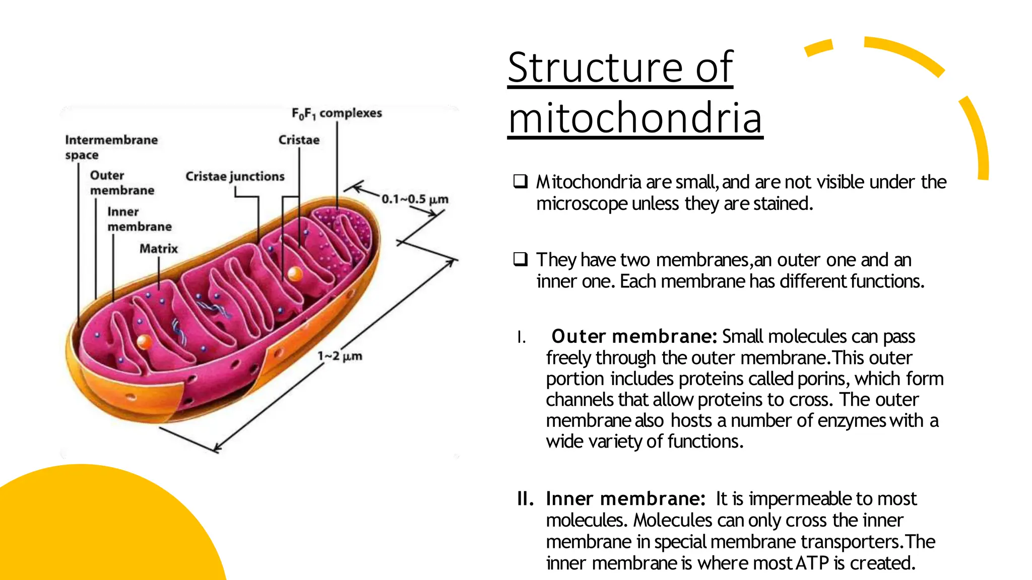 Mitochondria and ribosomes structure function and disorders | PPT