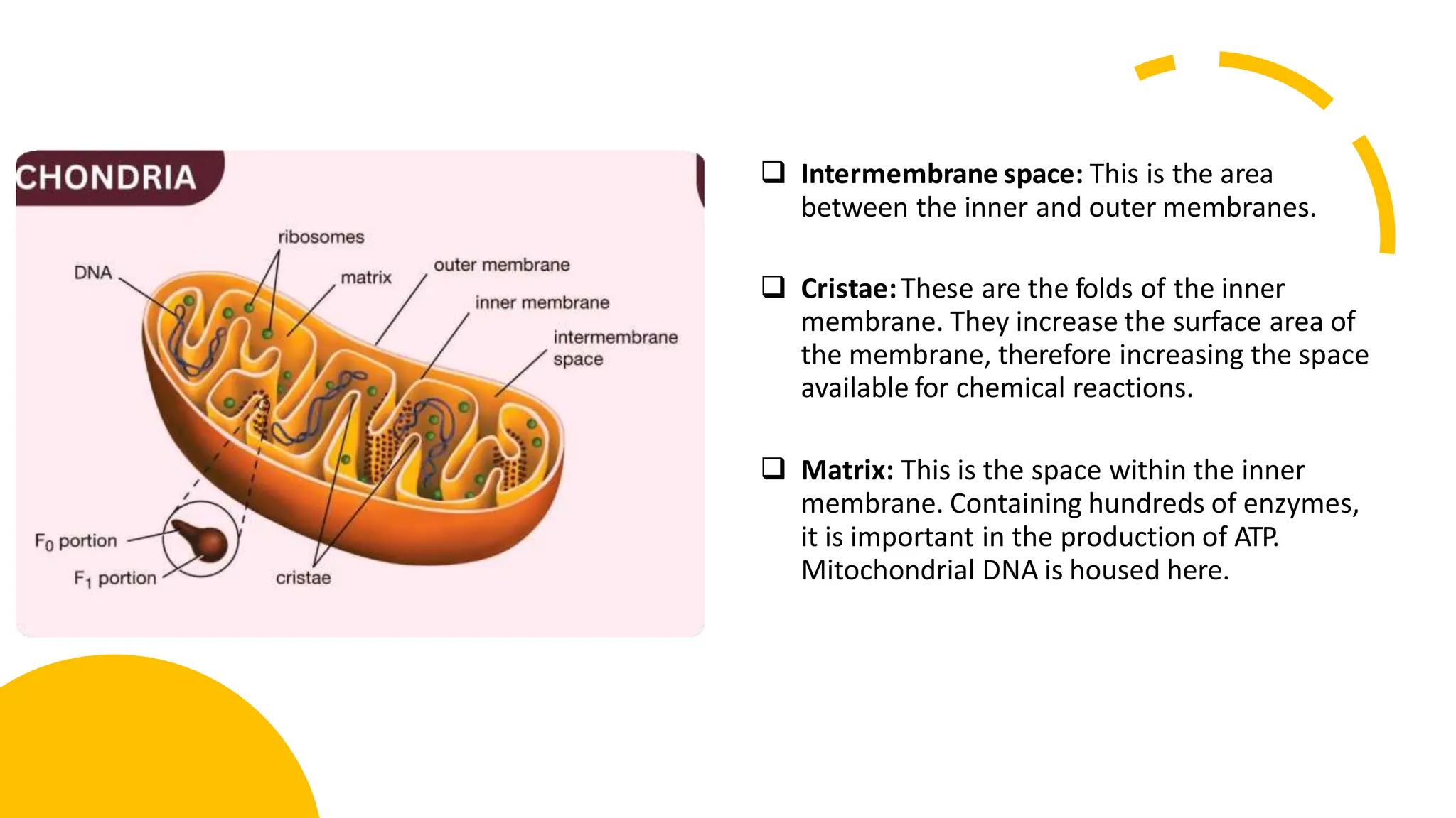 Mitochondria and ribosomes structure function and disorders | PPT