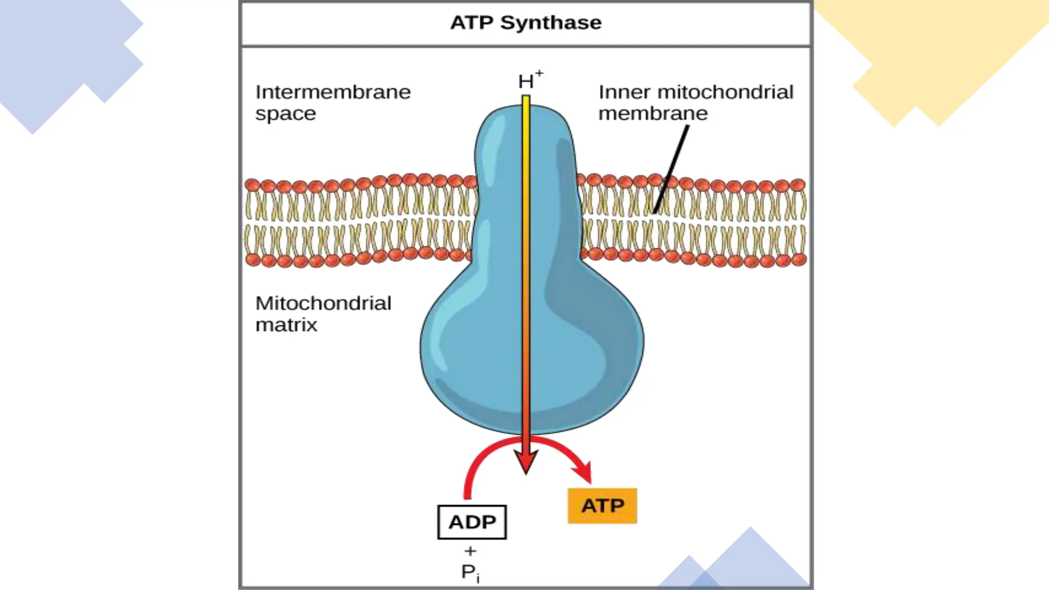 Mitochondria and ribosomes structure function and disorders | PPTX
